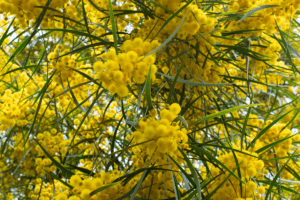 National Flower Of Australia - Symbols And Days