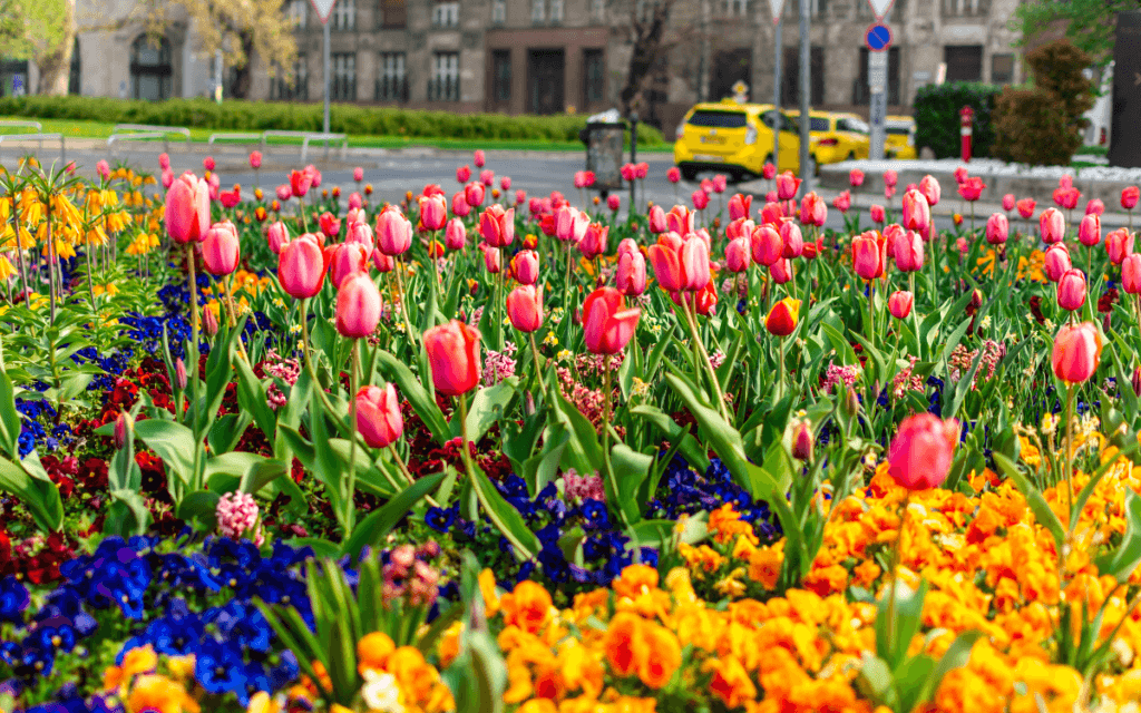 National Flower Of Hungary - Symbols And Days