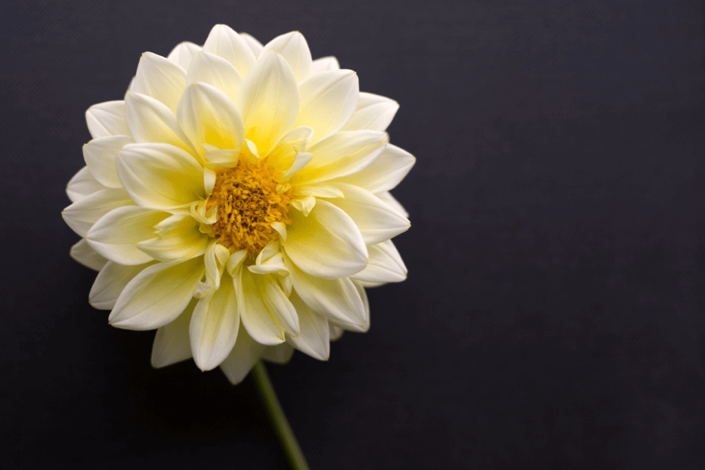 National Flower Of Mexico - Symbols And Days